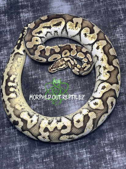 Pastel Mocha Calico 💯 Clown Ball Python by Morphed Out Reptilez