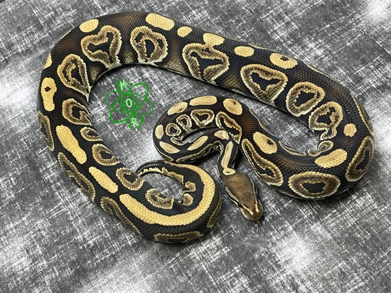 Black Pastel 100% Dh Hypo Clown Ball Python by Morphed Out Reptilez