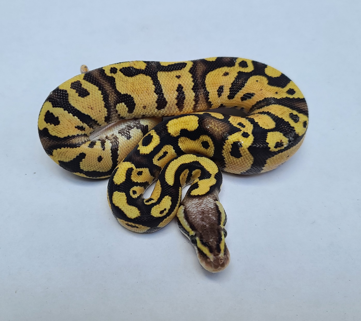 Frostbite Ball Python by MorphedUp Reptiles - MorphMarket