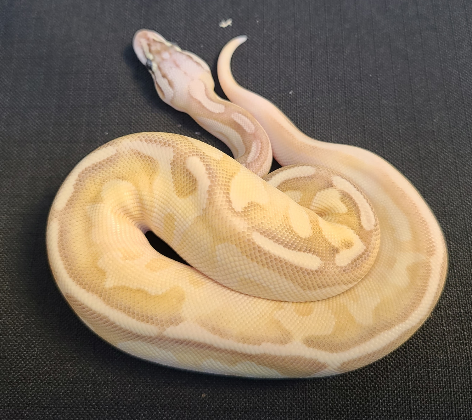 Lesser Pewter Orange Dream Ball Python by MorphedUp Reptiles - MorphMarket