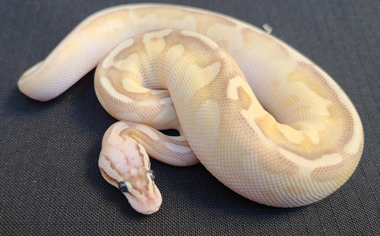 Lesser Pewter Orange Dream Ball Python by MorphedUp Reptiles - MorphMarket