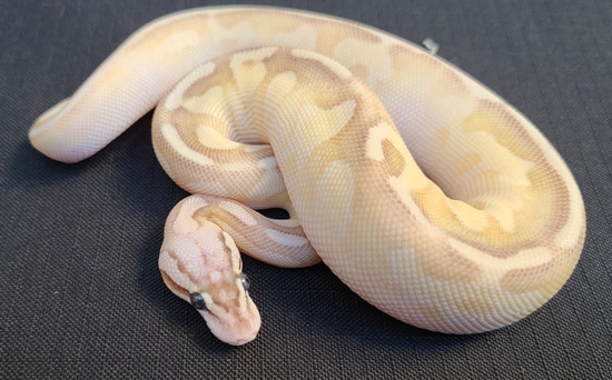Lesser Pewter Orange Dream Ball Python by MorphedUp Reptiles