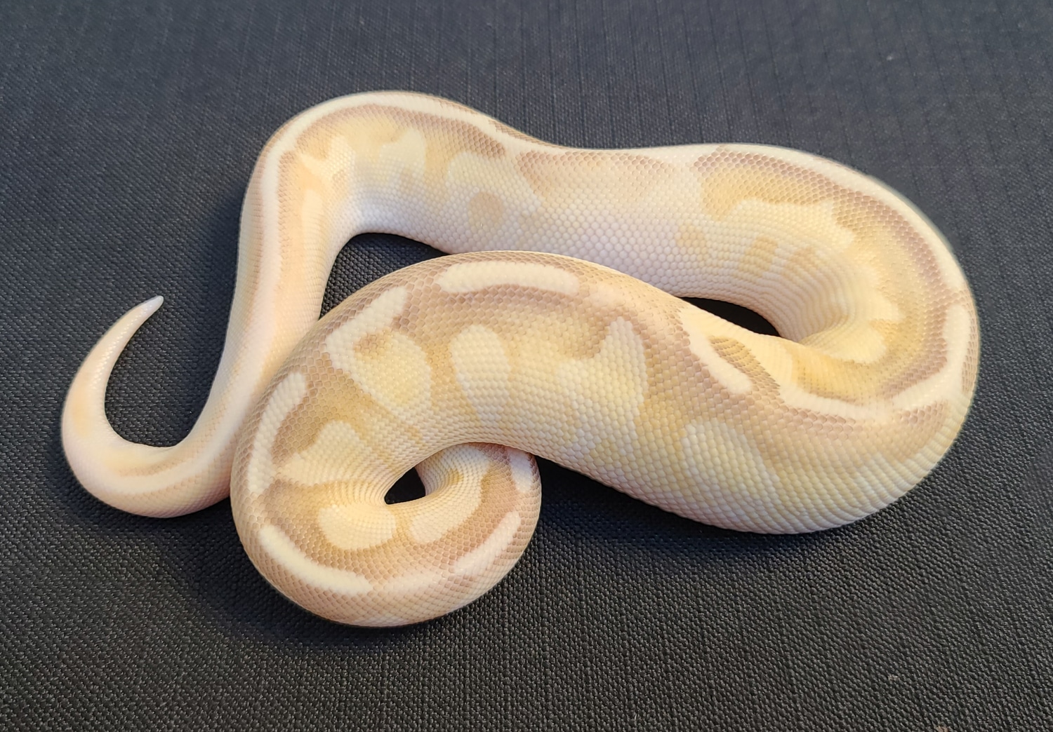 Lesser Pewter Orange Dream Ball Python by MorphedUp Reptiles - MorphMarket