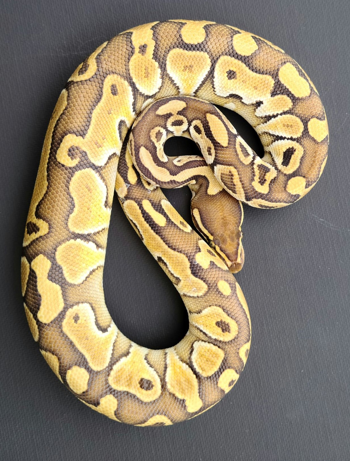 Pastel Lesser Ball Python by MorphedUp Reptiles - MorphMarket