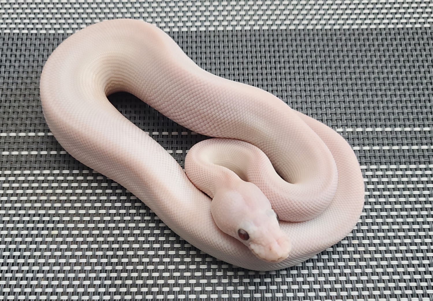 Blue Eyed Lucy Pos Banana Ball Python by MorphedUp Reptiles - MorphMarket