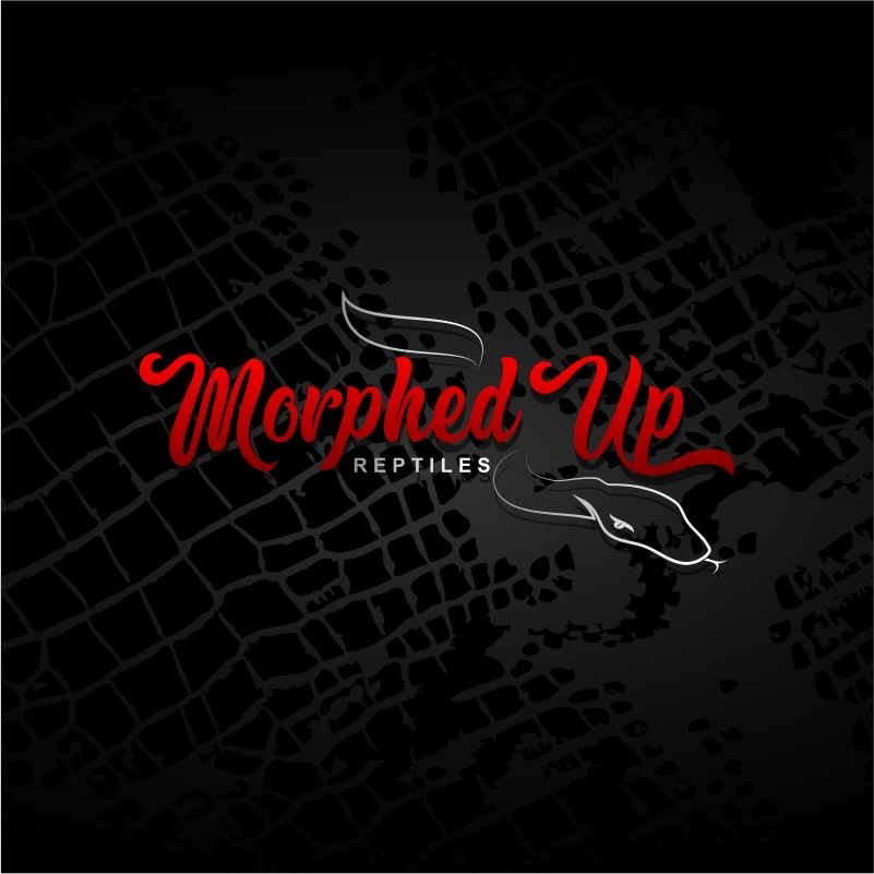 Ball Python Clutch: 4.22 by MorphedUp Reptiles - MorphMarket