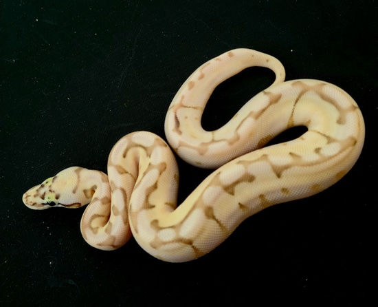 Lesser Enchi Bumble Bee Ball Python by MorphedUp Reptiles