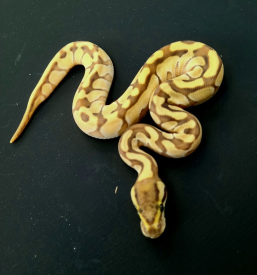 Lesser Enchi Orange Dream Ball Python by MorphedUp Reptiles