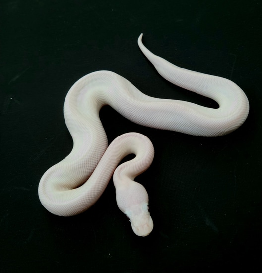 Super Lesser Ball Python by MorphedUp Reptiles