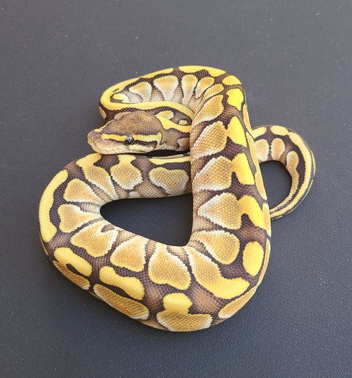 Lesser Ball Python by MorphedUp Reptiles