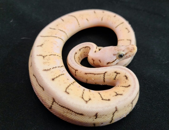 Spinner Blast Ball Python by MorphedUp Reptiles
