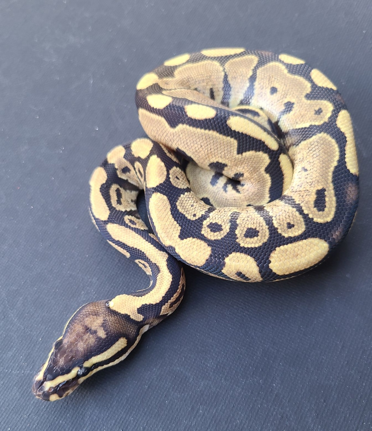 Normal Ball Python by MorphedUp Reptiles - MorphMarket