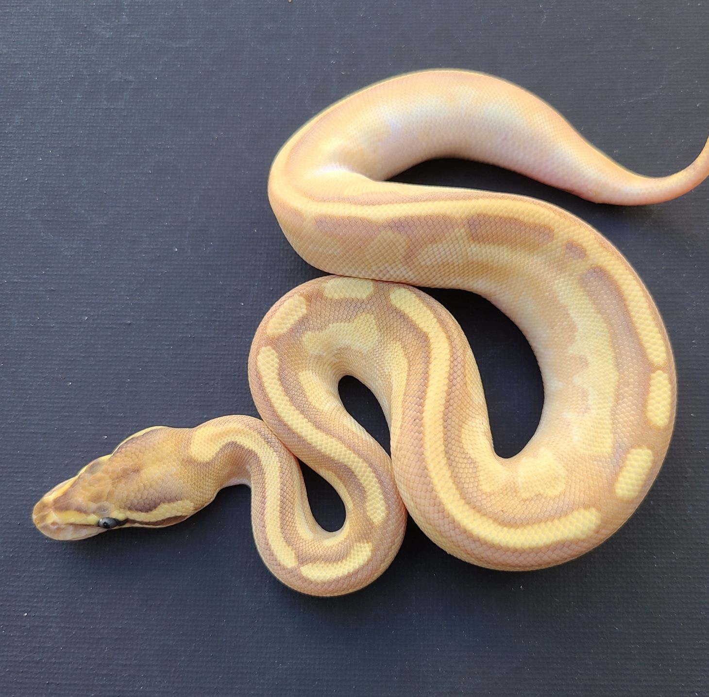 Pastel Lesser Orange Dream Enchi Ball Python by MorphedUp Reptiles ...