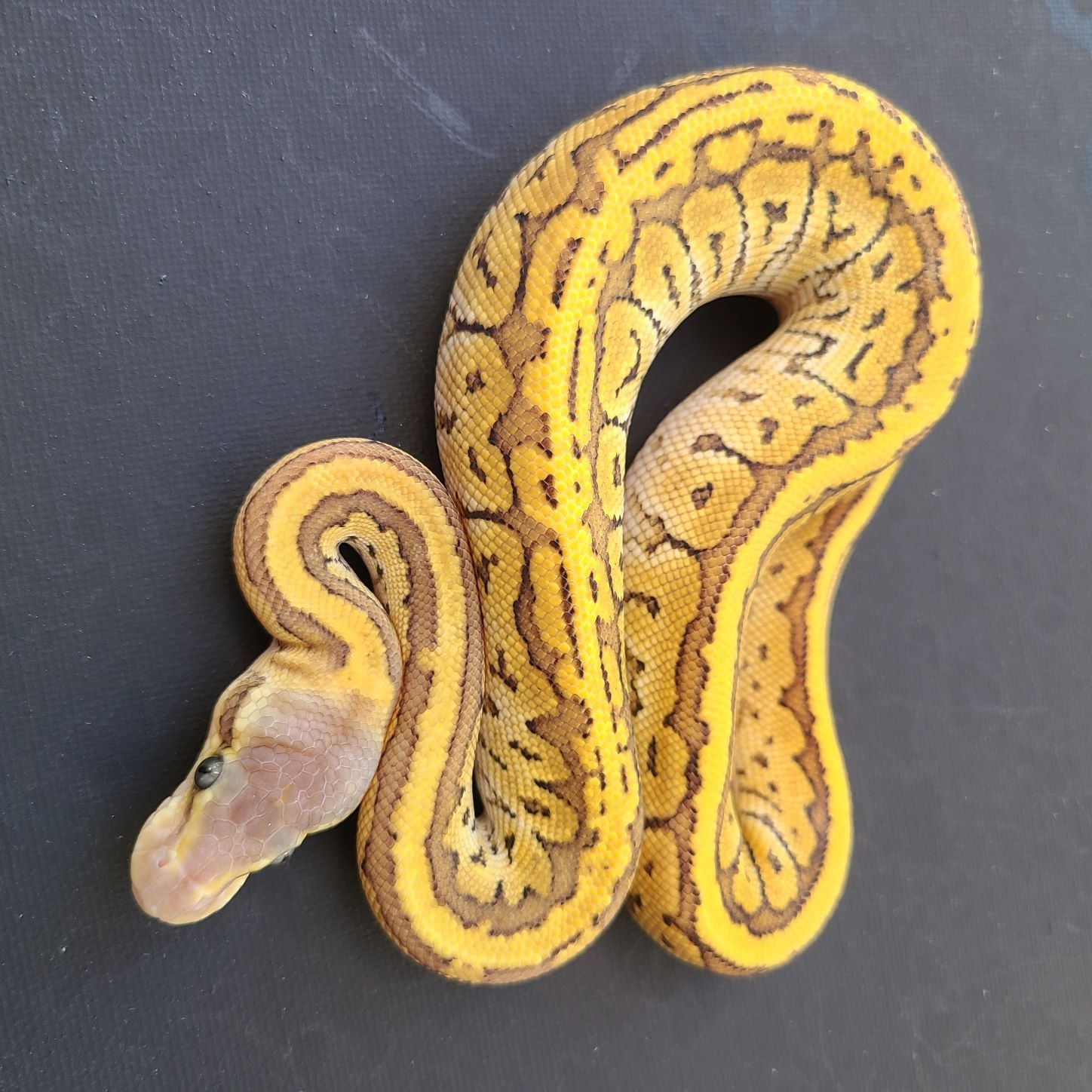 Pastel Mojave Pinstripe Ball Python by MorphedUp Reptiles - MorphMarket