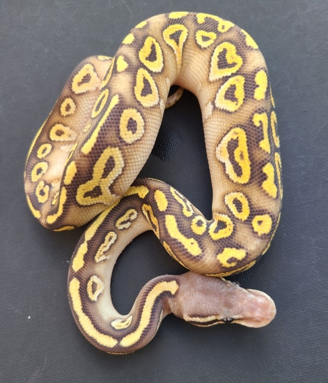 Super Pastel Mojave Ball Python by MorphedUp Reptiles
