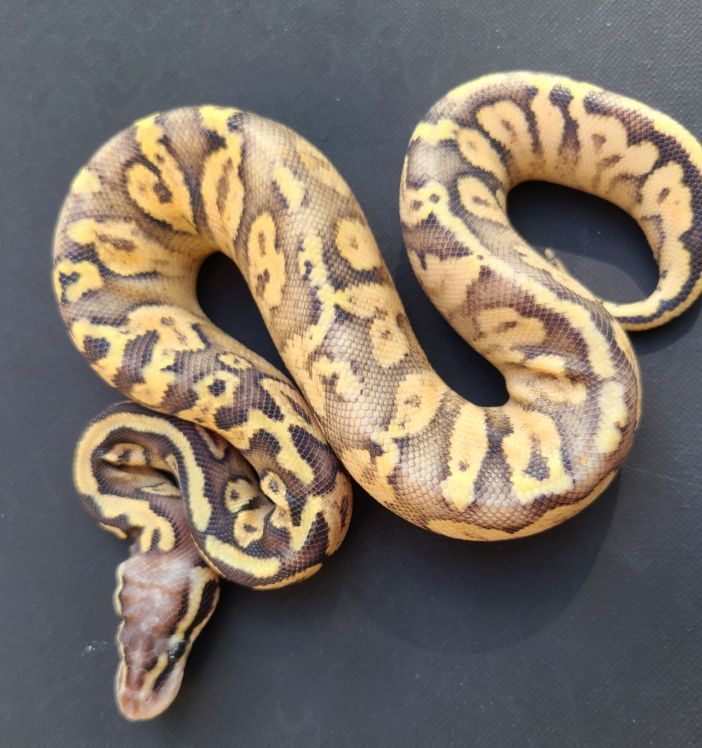 Super Pastel Calico Ball Python by MorphedUp Reptiles - MorphMarket