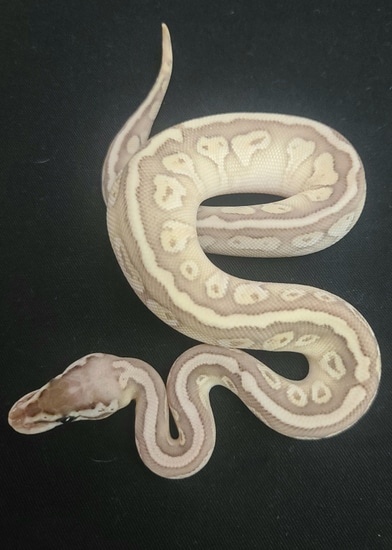 Pastel Soul Sucker Ball Python by MorphedUp Reptiles