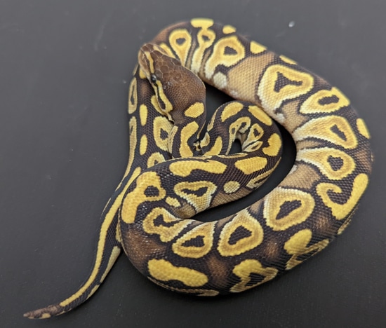 Lesser Ball Python by MorphedUp Reptiles