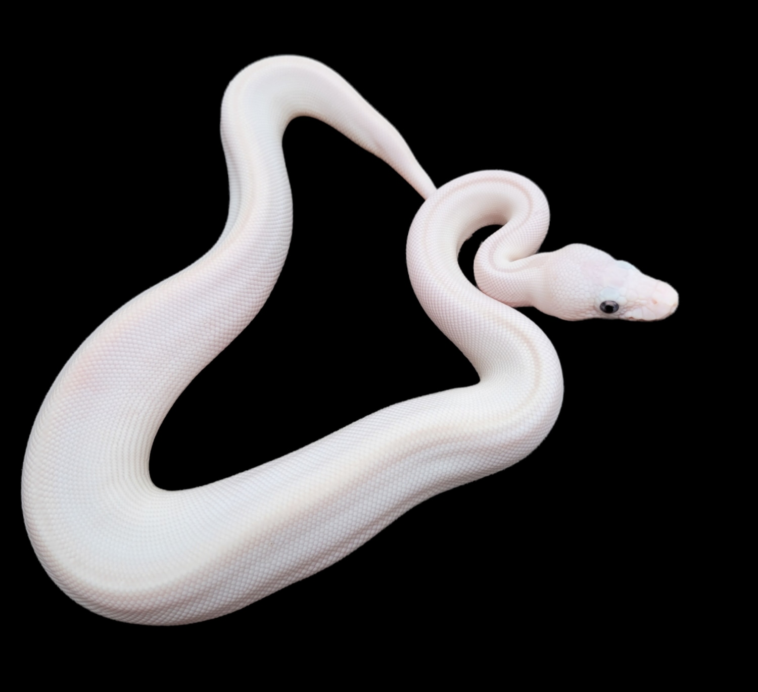 Super Lesser Ball Python by MorphedUp Reptiles - MorphMarket