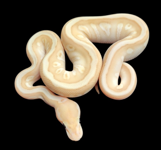 Banana Soul Sucker Ball Python by MorphedUp Reptiles