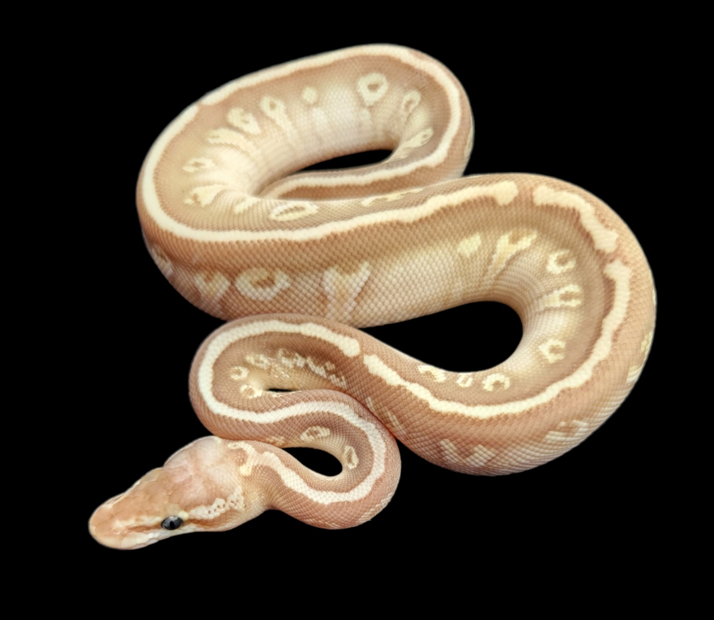 Soul Sucker Ball Python by MorphedUp Reptiles - MorphMarket
