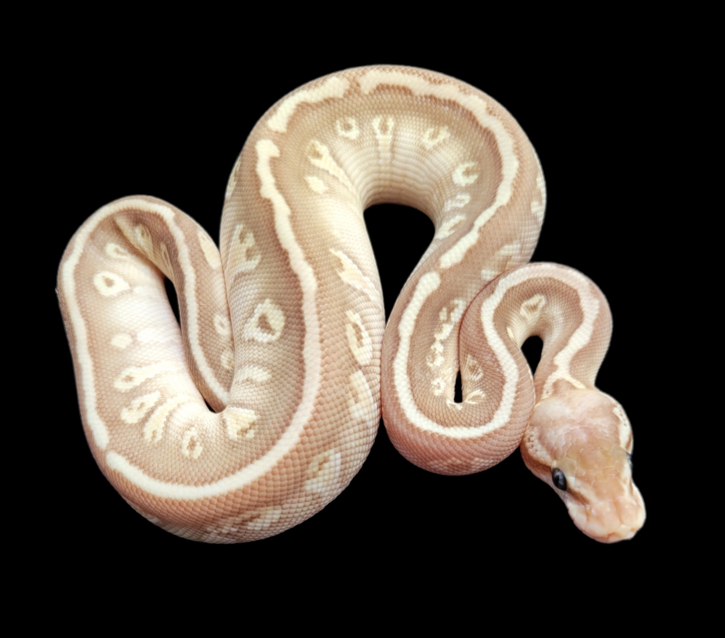 Soul Sucker Ball Python by MorphedUp Reptiles - MorphMarket