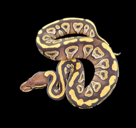 Mojave Ball Python by MorphedUp Reptiles