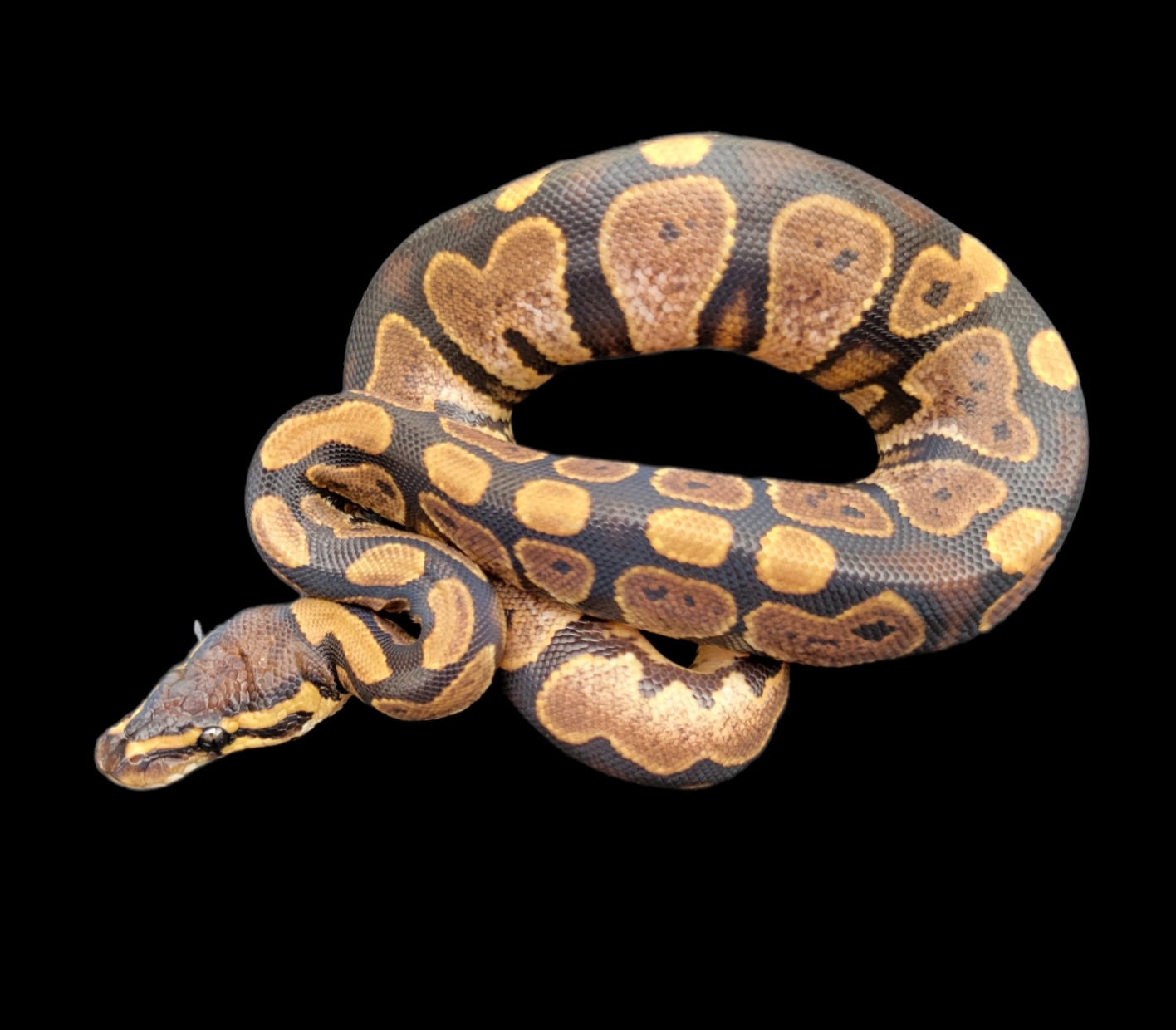 Calico Ball Python by MorphedUp Reptiles - MorphMarket