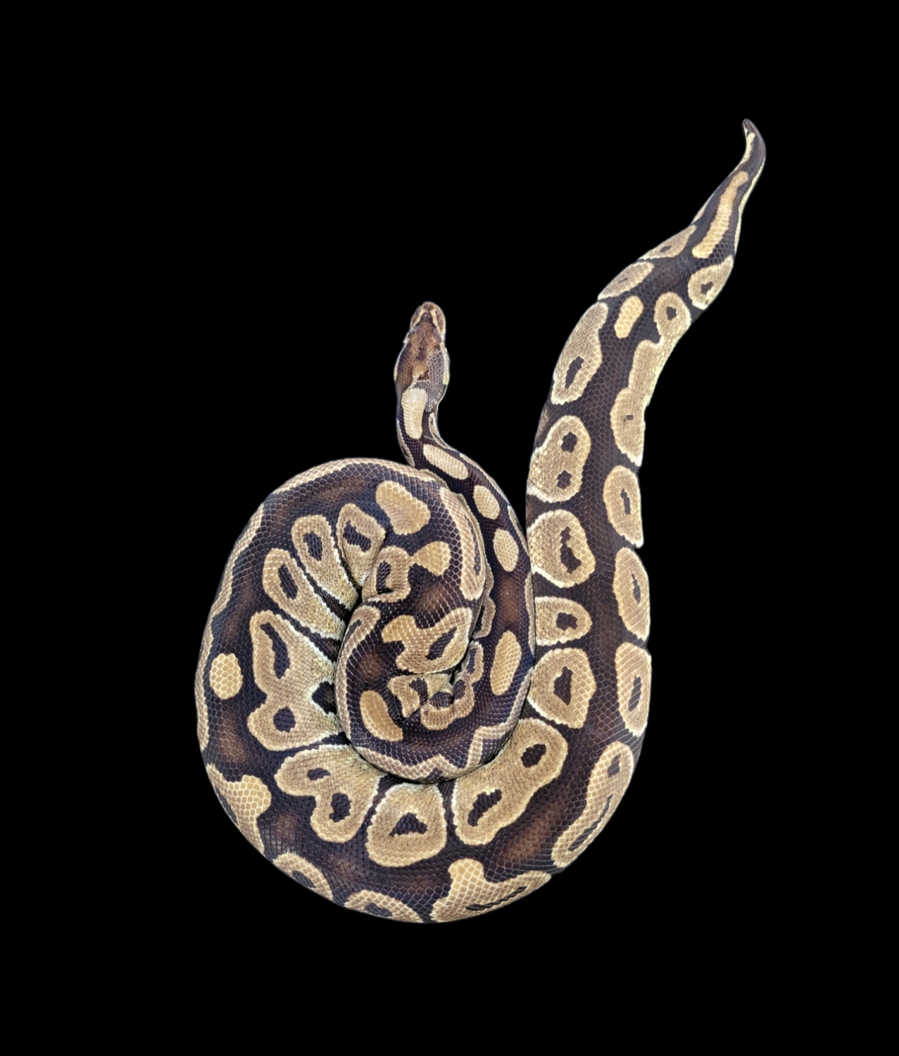Special Ball Python by MorphedUp Reptiles - MorphMarket