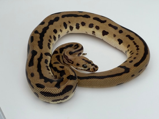 Batman (Leopard Spotnose Clown) Ball Python by Morph Endorphins