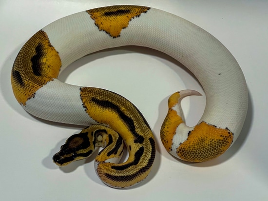 Super Orange Dream Piebald Ball Python by Morph Endorphins