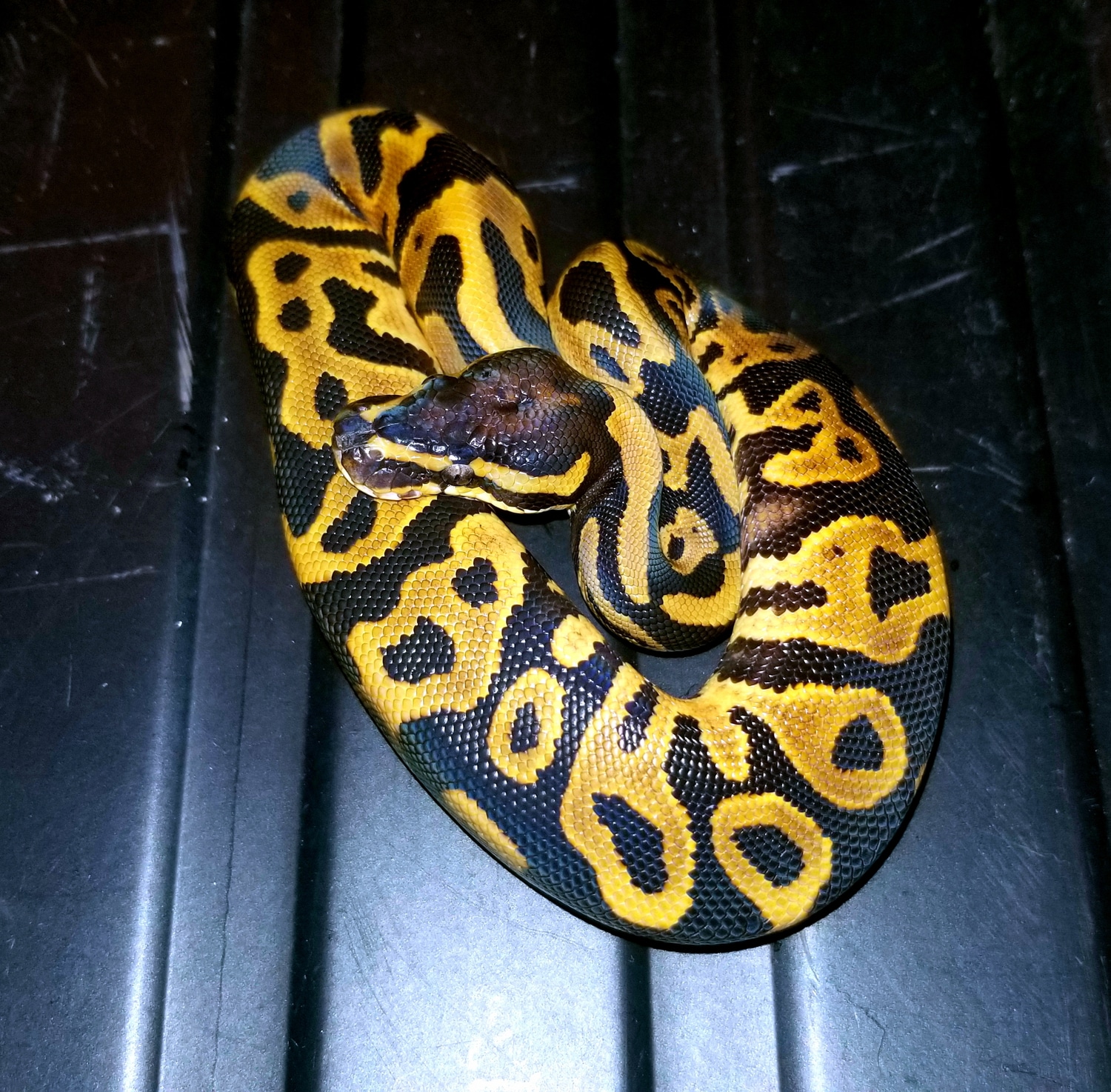 Yellow Belly, Leopard Ball Python by Morpheus Prime Reptiles - MorphMarket