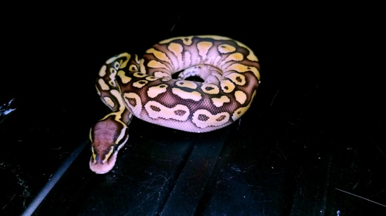 Mojave, Yellow Belly, Pastel Ball Python by Morpheus Prime Reptiles