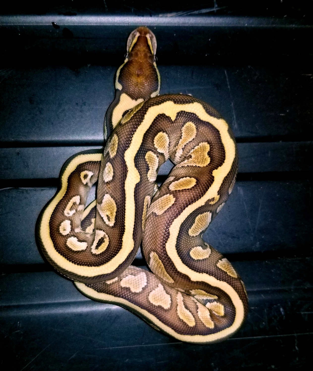 Mojave, Yellow Belly Ball Python by Morpheus Prime Reptiles - MorphMarket