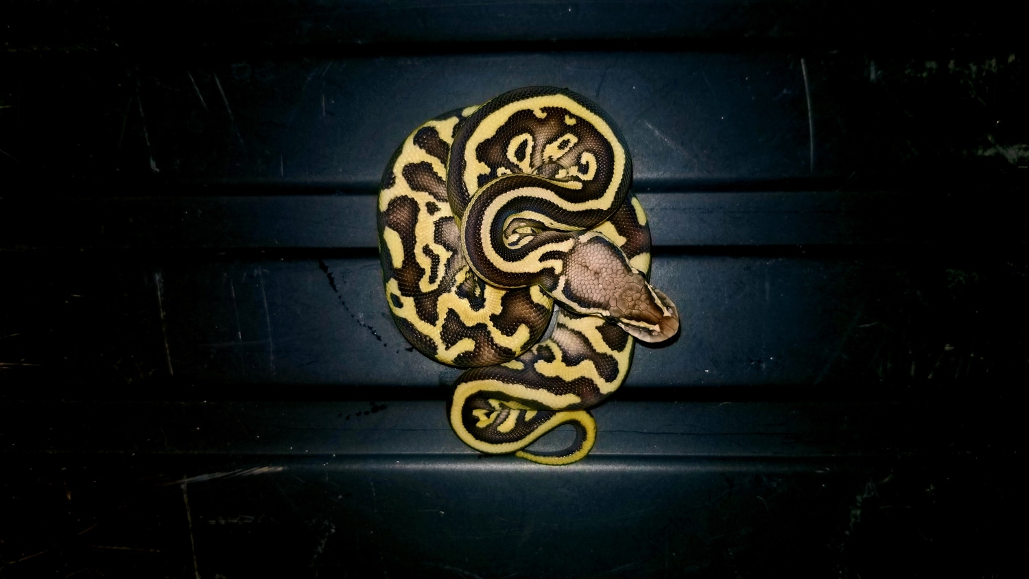 Mojave, Yellow Belly, Pastel, Leopard Ball Python by Morpheus Prime ...