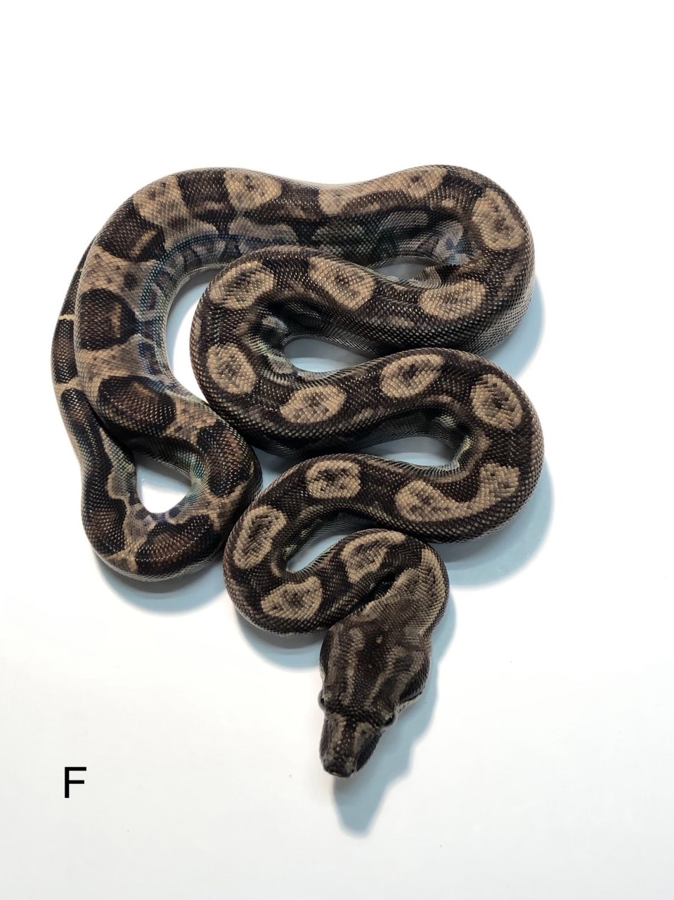 Central American Motley 50% Het Blood 50% Het Anery Type 2 Boa Constrictor by MorphEvolution ...