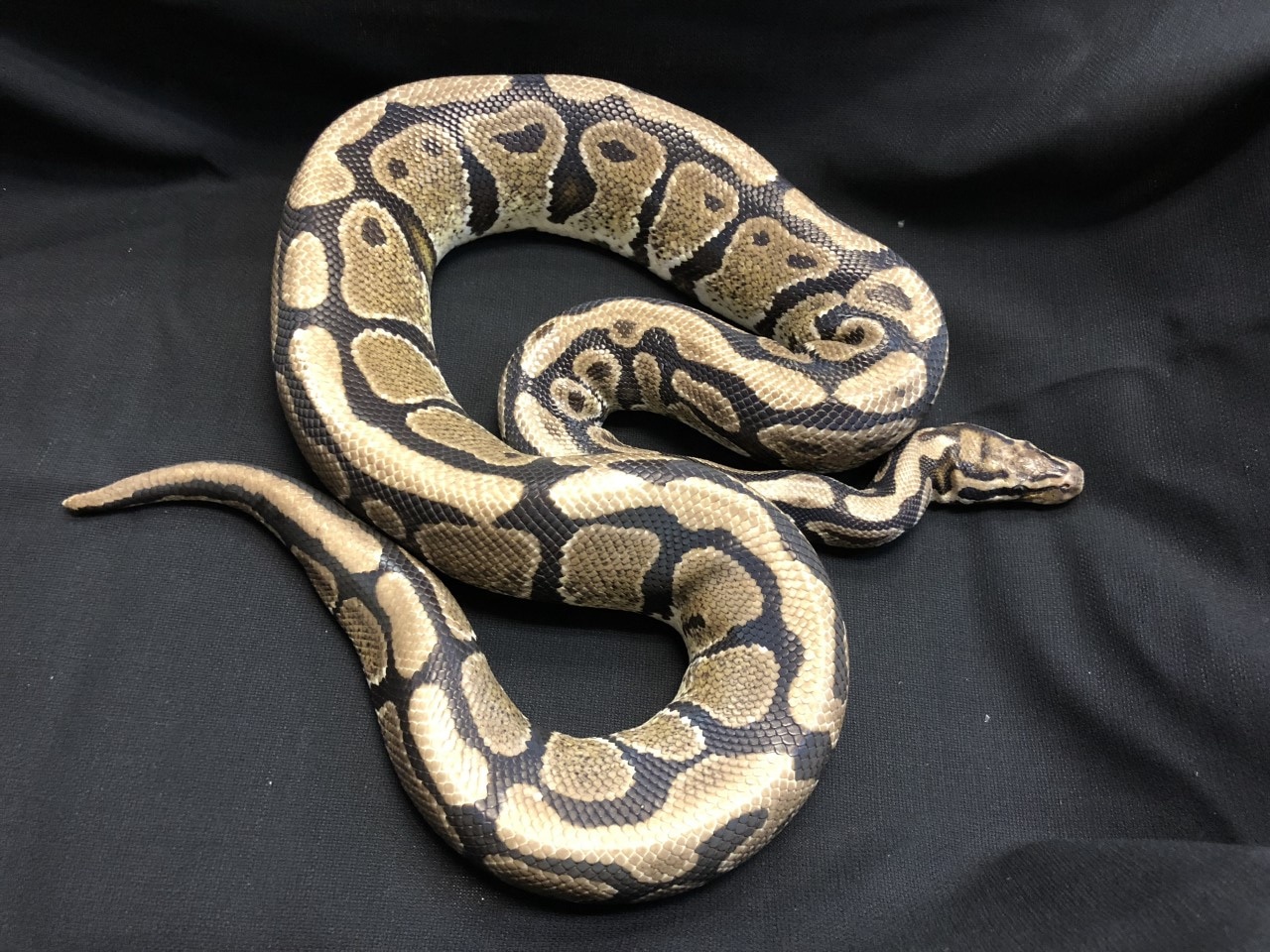 Spotnose Ball Python by MorphEvolution - MorphMarket