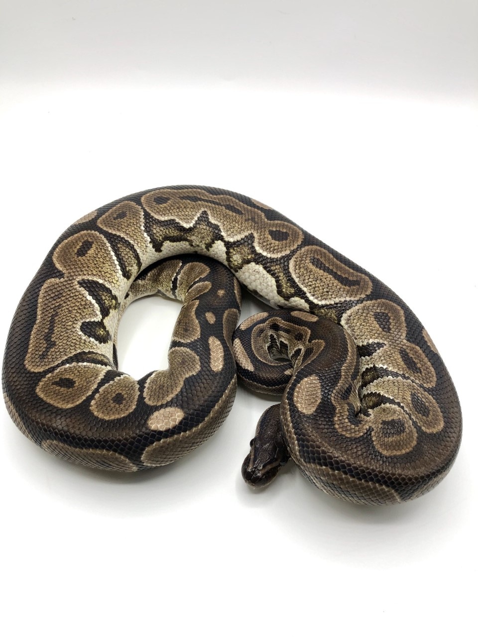 Black Pastel Mystic Ball Python by MorphEvolution - MorphMarket