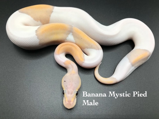 Banana Mystic Pied Ball Python by MorphEvolution