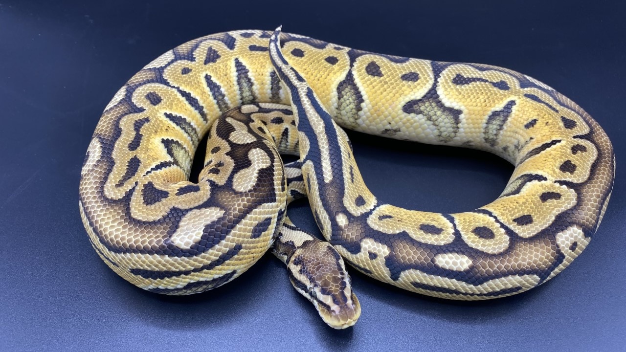 Proven Pastel Special Het Clown Ball Python by MorphEvolution - MorphMarket