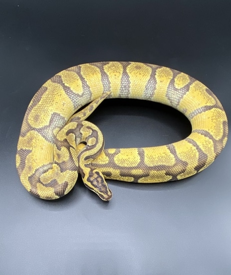 Super Enchi Het Piebald Ball Python by MorphEvolution