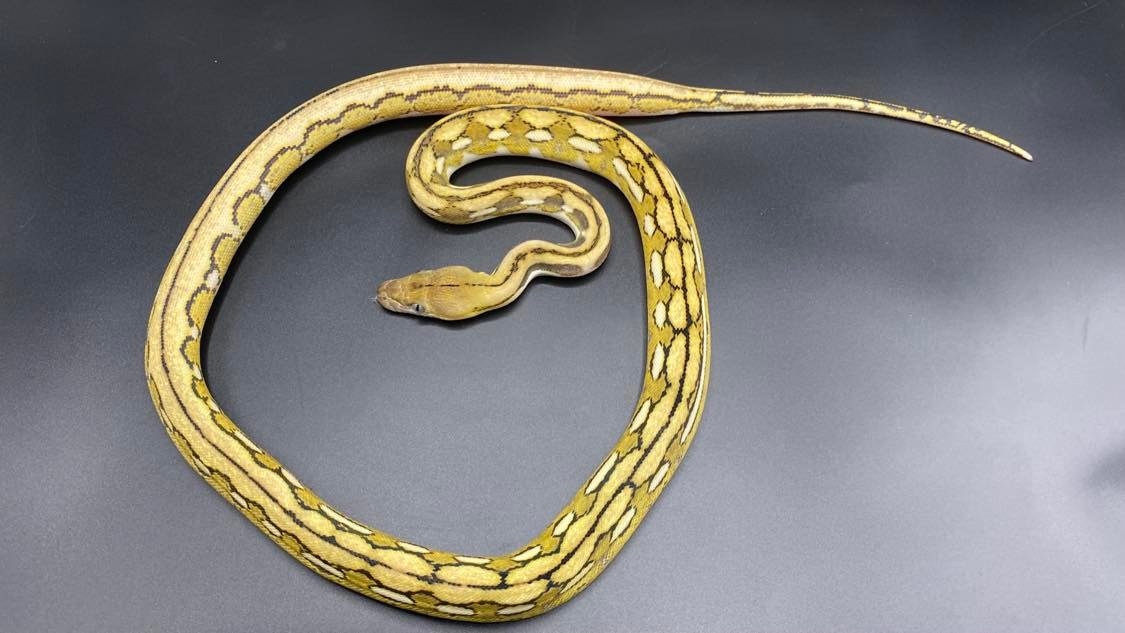 Super Dwarf Platty Tiger Poss Het Anery Reticulated Python by ...