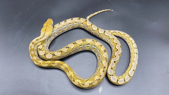 Super Dwarf Platinum Het Purple 66% Het Anery Female Reticulated Python ...