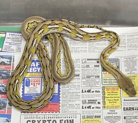 Super Dwarf Platinum Tiger Anery Het Purple Female Reticulated Python ...