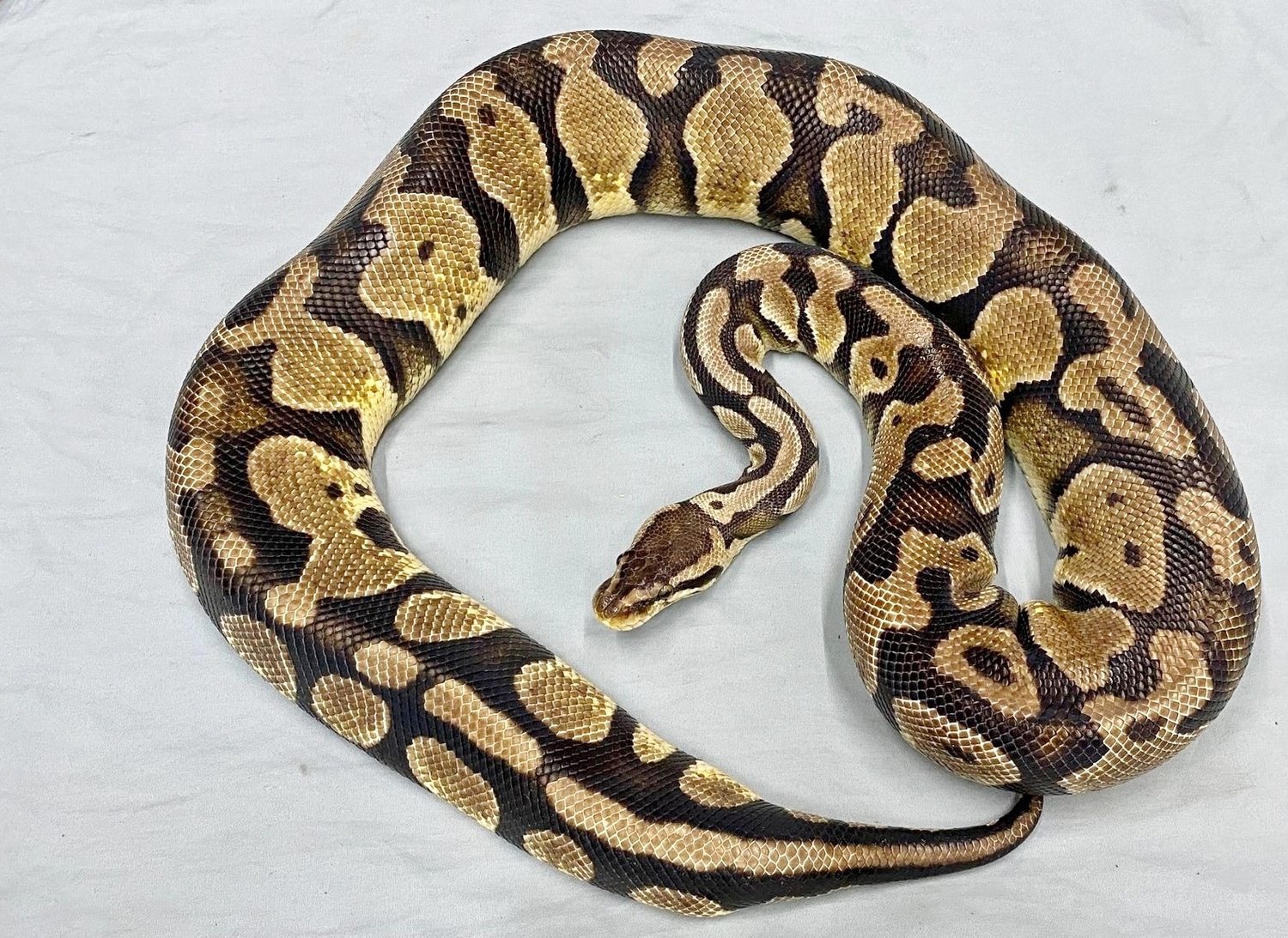 Pastel Orange Dream Ball Python by MorphEvolution - MorphMarket