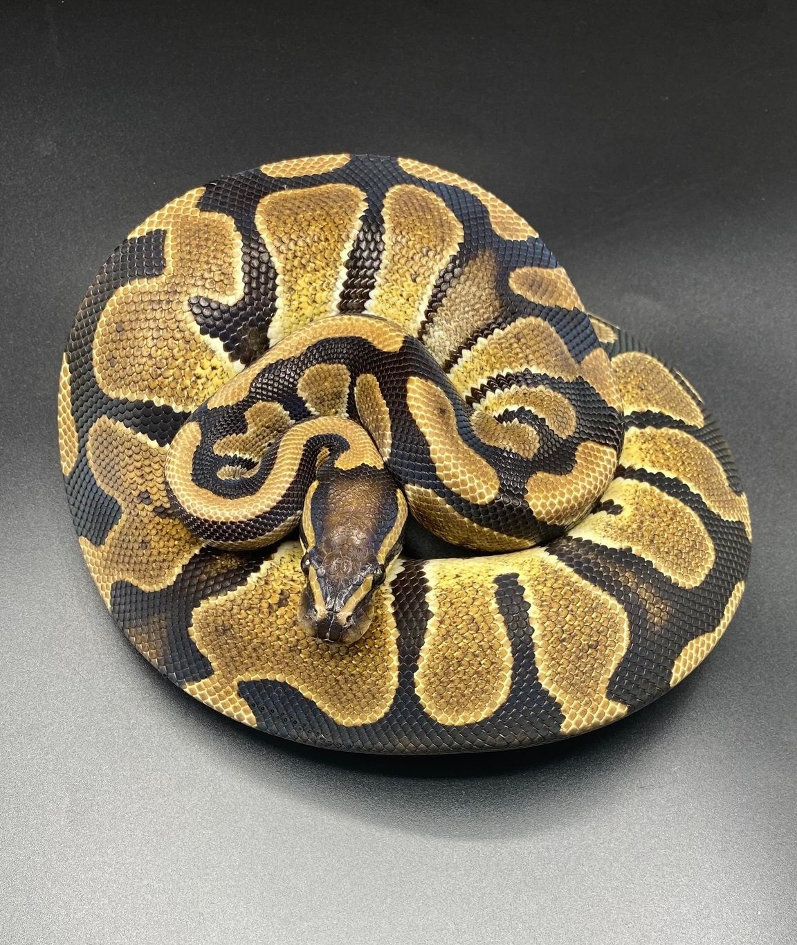 Het Piebald Poss Het Clown Female Ball Python by MorphEvolution - MorphMarket