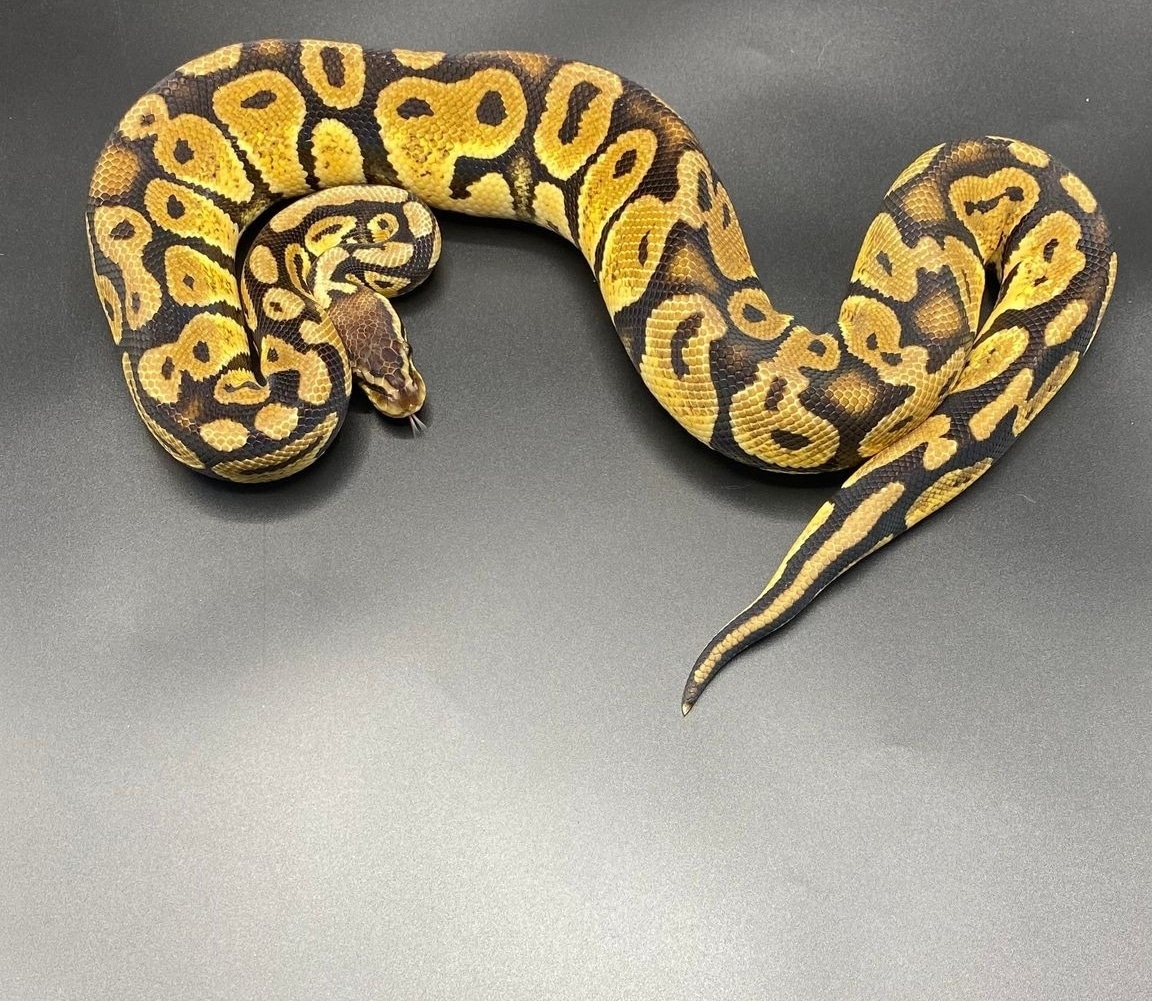 Pastel Ball Python by MorphEvolution - MorphMarket