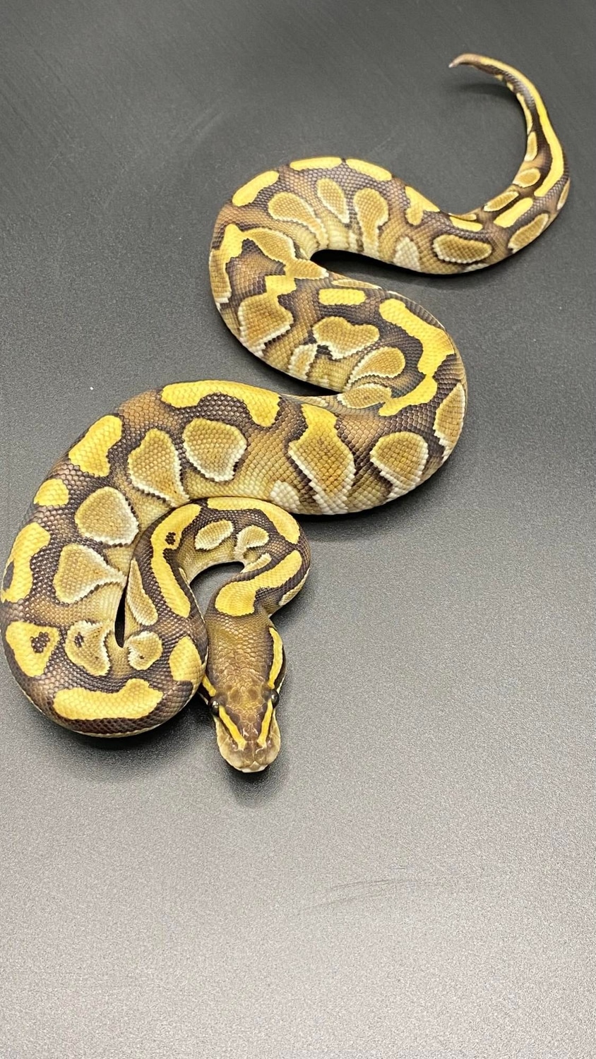 Lesser Cypress Ball Python by MorphEvolution - MorphMarket