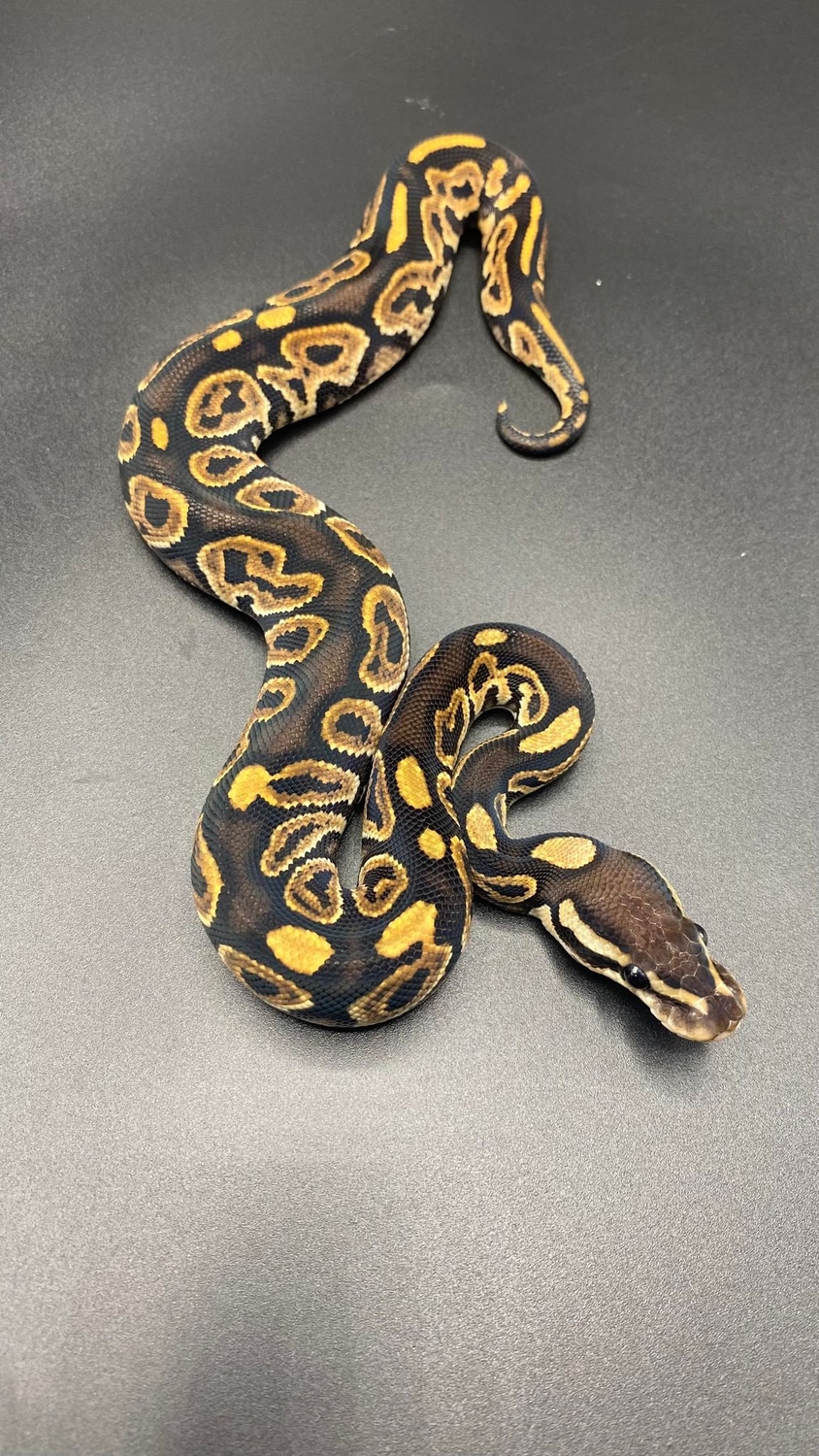 Cinnamon Het Clown Poss Yellowbelly Ball Python by MorphEvolution ...