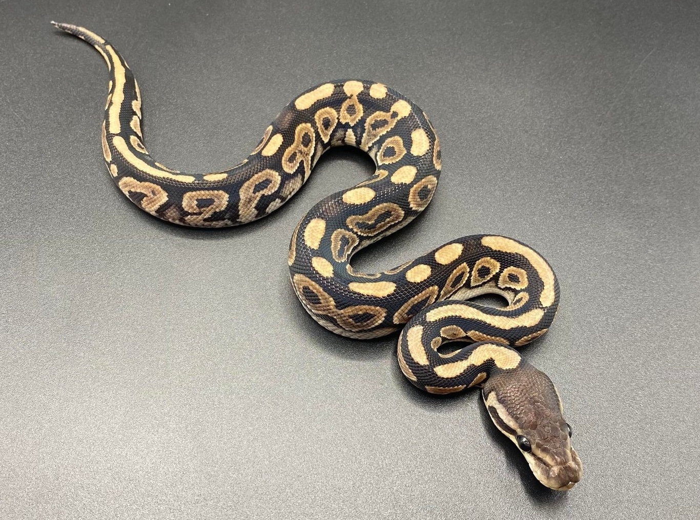 Cinnamon Het Clown Ball Python by MorphEvolution - MorphMarket